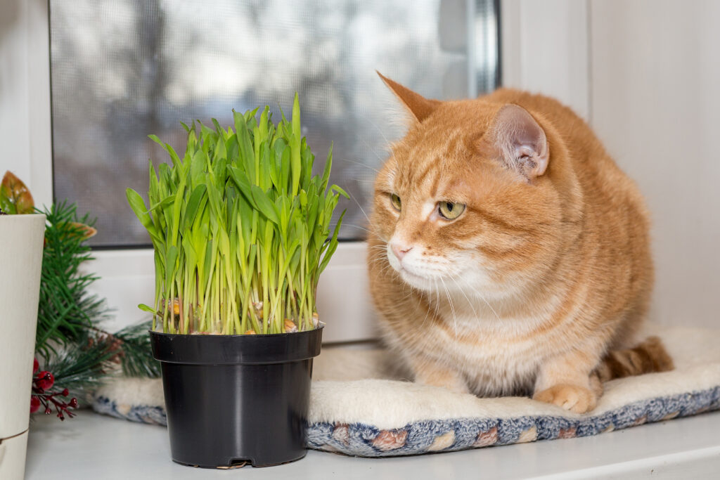 How to Plant and Grow Catnip - plant-universe.com