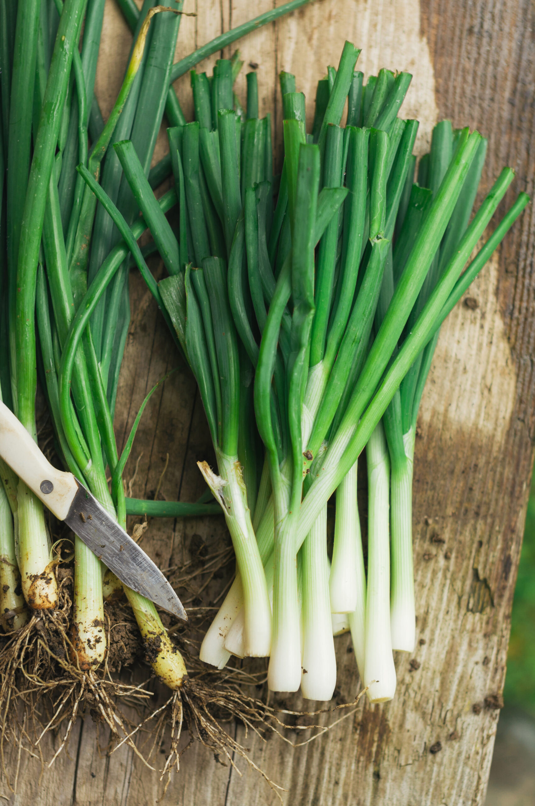 How to Plant and Grow Bunching Onions - plant-universe.com
