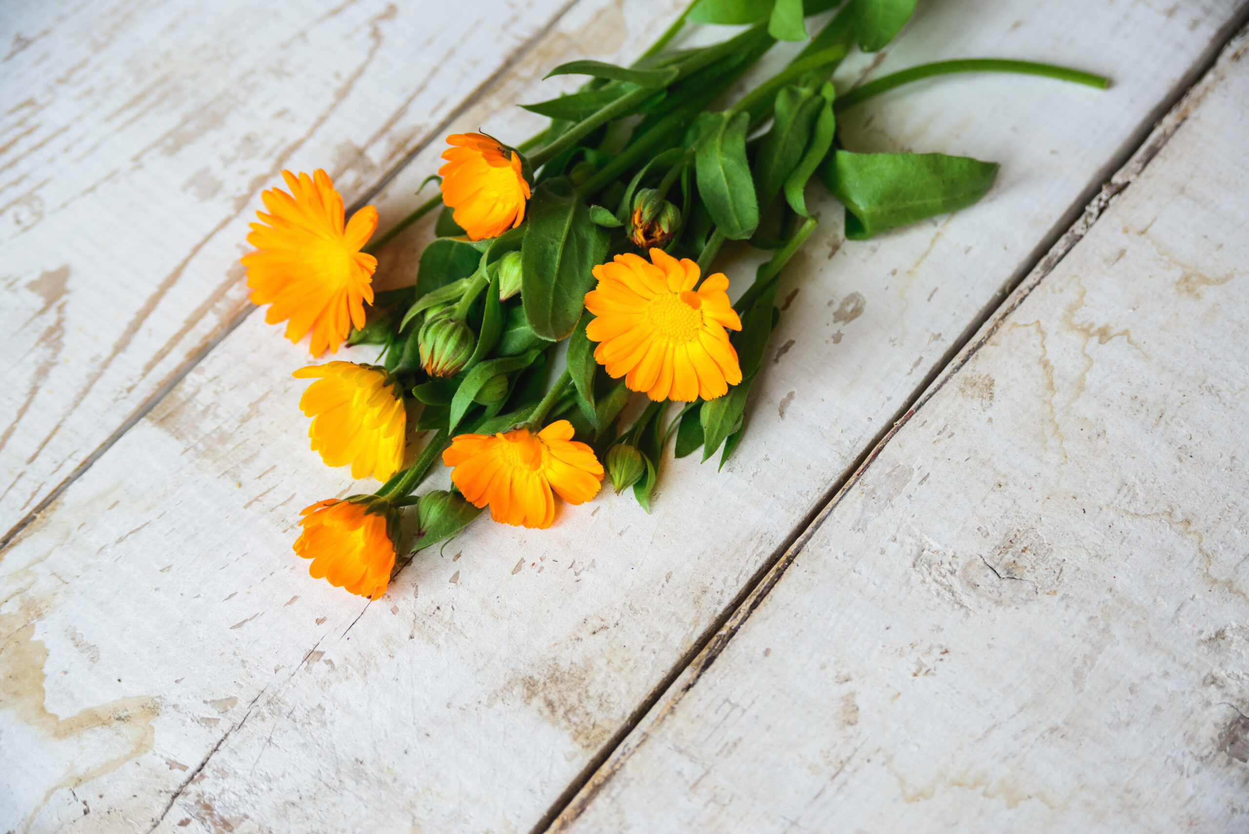 How to Plant and Grow Calendula - www.plant-universe.com
