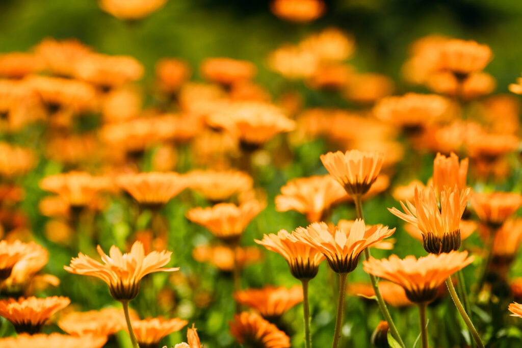How to Plant and Grow Calendula - www.plant-universe.com
