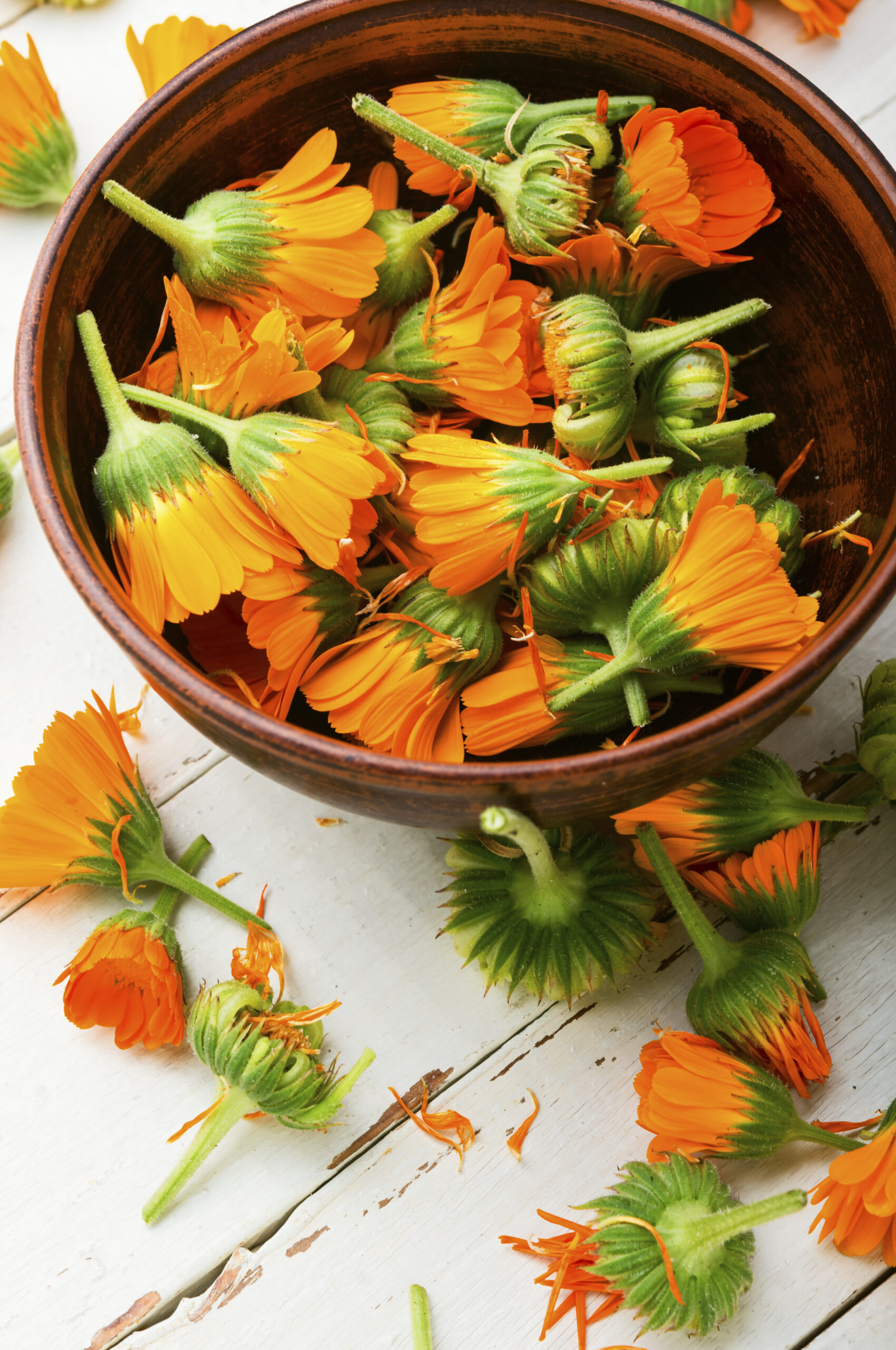 How to Plant and Grow Calendula - www.plant-universe.com