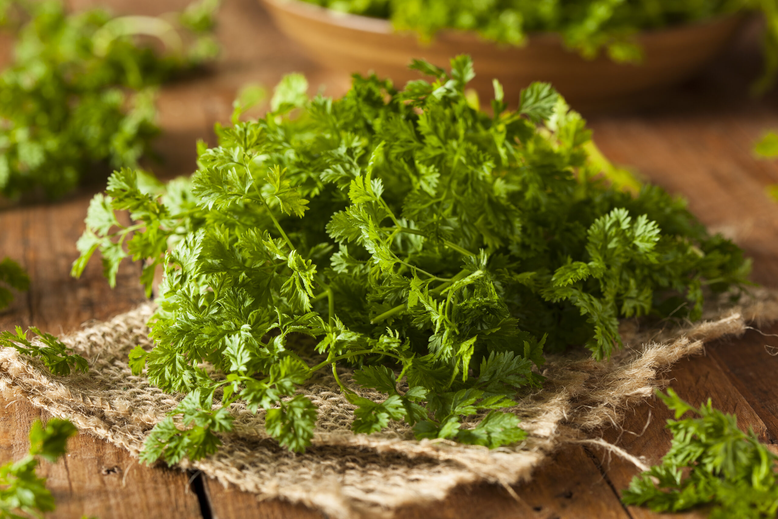How to Plant and Grow Chervil - www.plant-universe.com