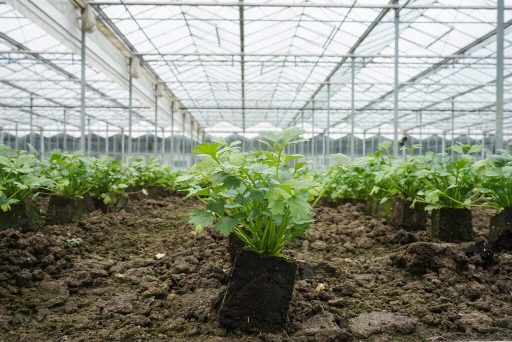 How to Plant and Grow Chervil - www.plant-universe.com